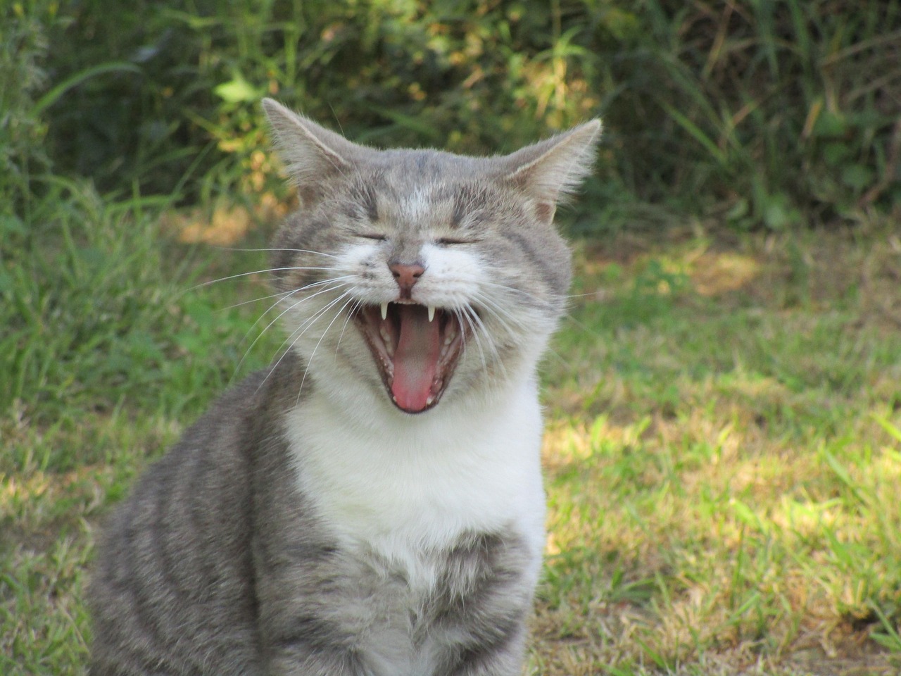 Cat Félin Animal - Photo gratuite sur Pixabay - Pixabay
