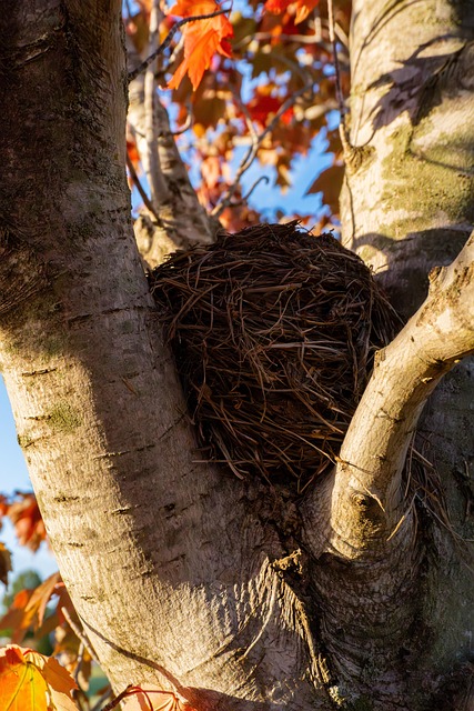 Bird Nest Wildlife Nature Avian - Free photo on Pixabay - Pixabay