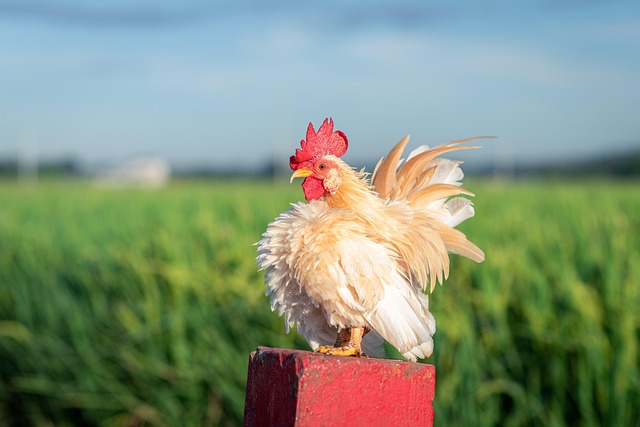 10,000+ Free Chicken Picture & Chicken Images - Pixabay