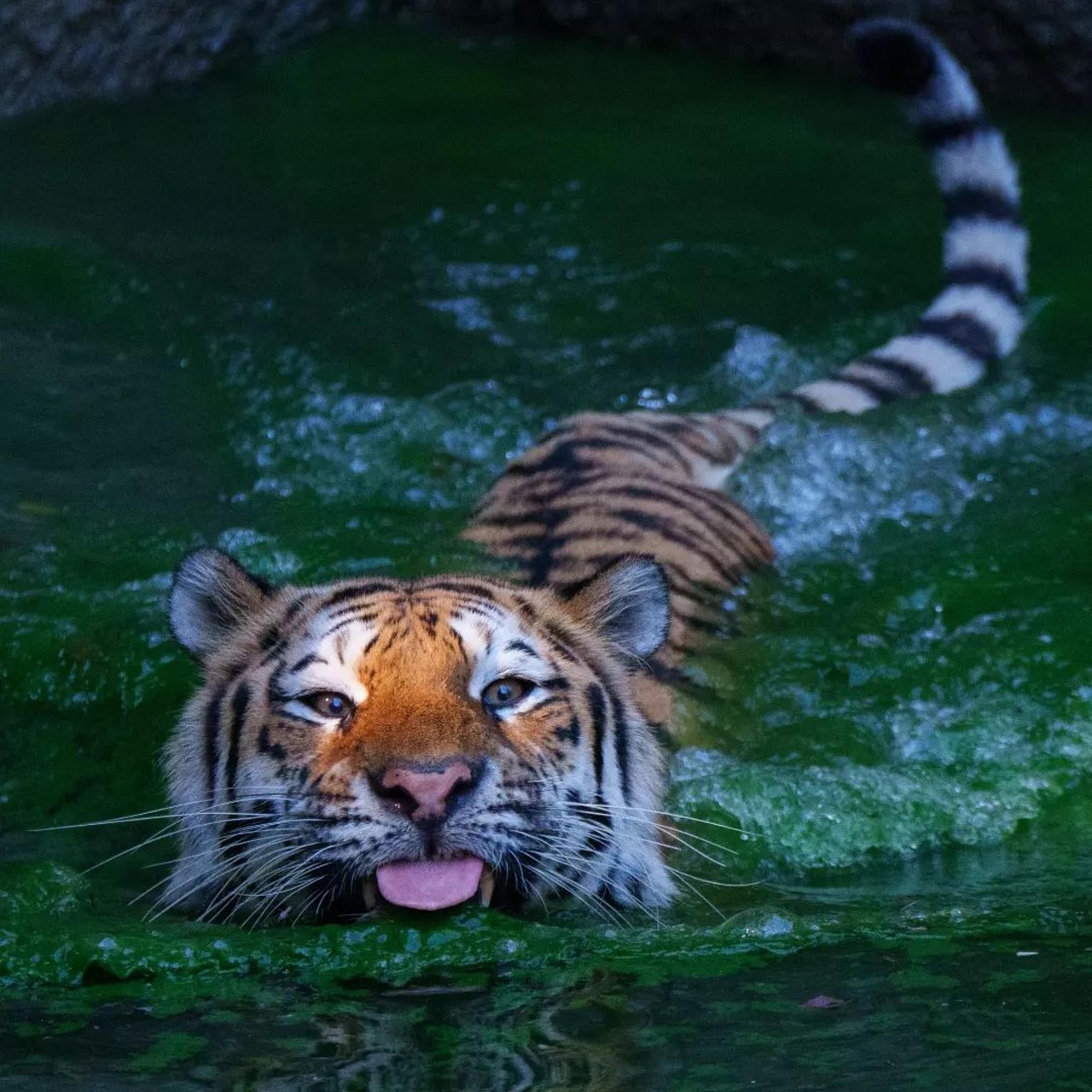Tigre Faune Nature - Photo gratuite sur Pixabay - Pixabay
