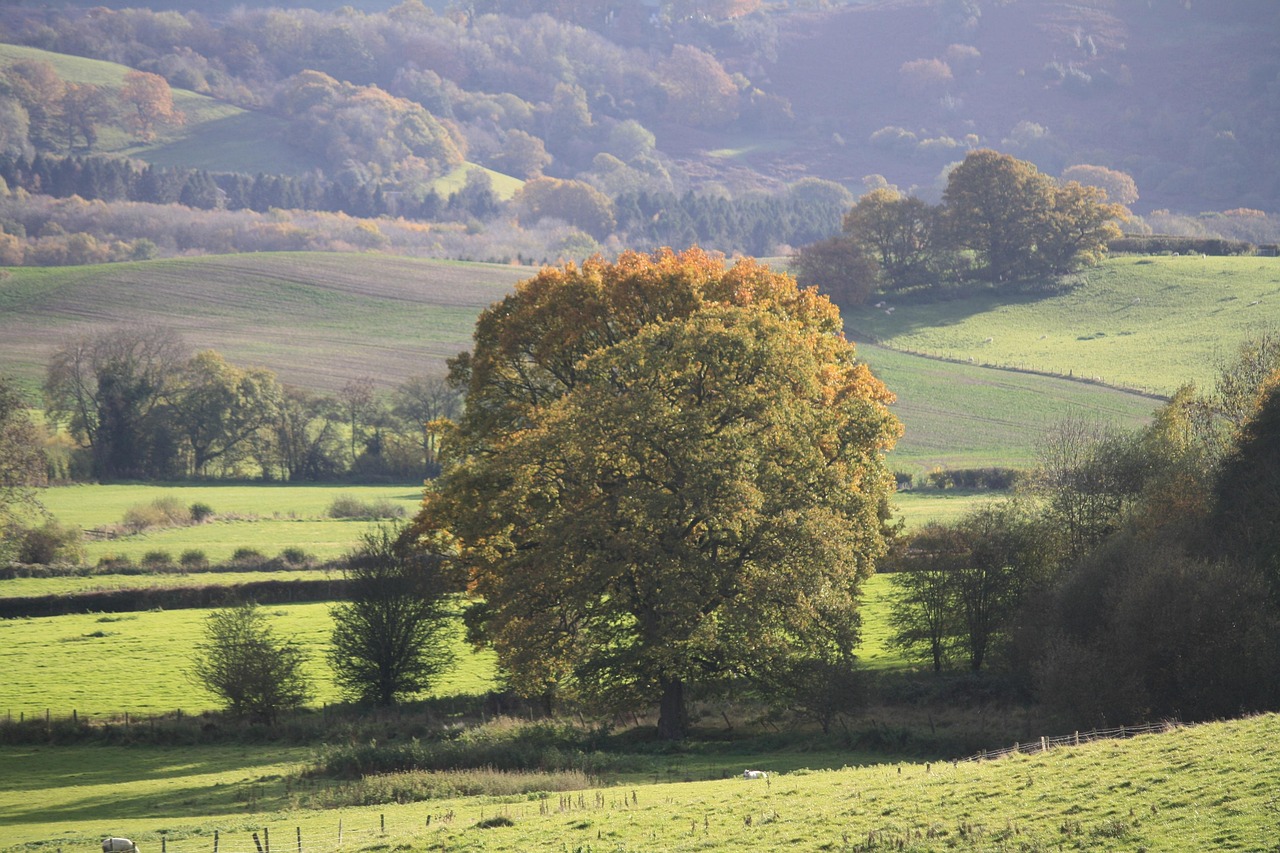 Automne Arbre Nature - Photo gratuite sur Pixabay - Pixabay