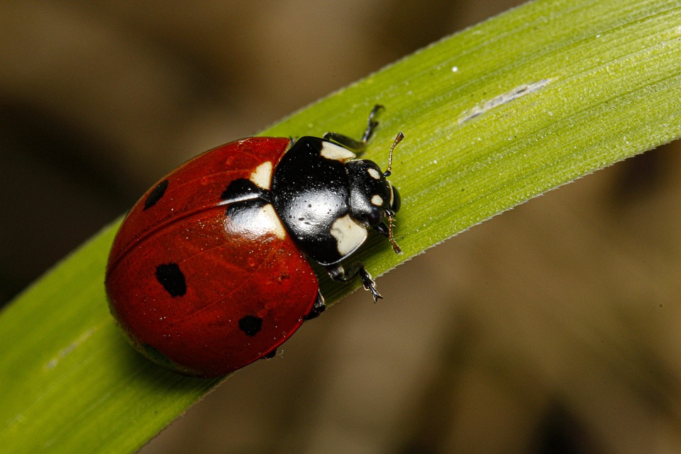 Red Lady Bug Ladybug Macro - Free photo on Pixabay - Pixabay