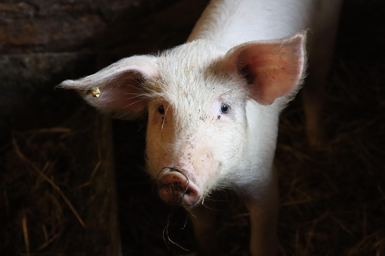 Piglet Pig Boar - Free photo on Pixabay