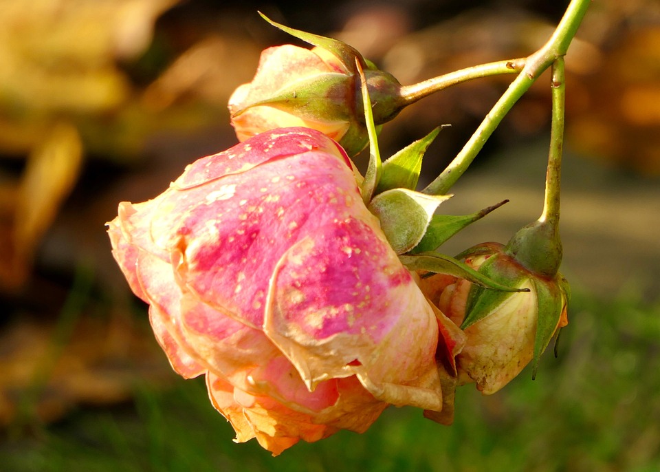 Rose La Nature Fleur - Photo gratuite sur Pixabay - Pixabay