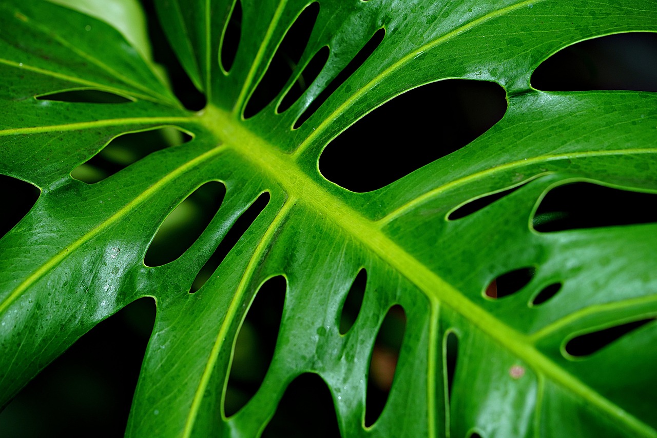 100+ Free Monstera & Nature Photos - Pixabay