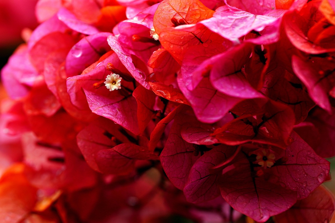 50,000+ Free Bougainvillea Wallpaper & Beautiful Flowers Images - Pixabay