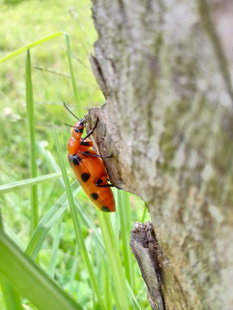 Insekt Natur Sehen - Kostenloses Foto auf Pixabay - Pixabay