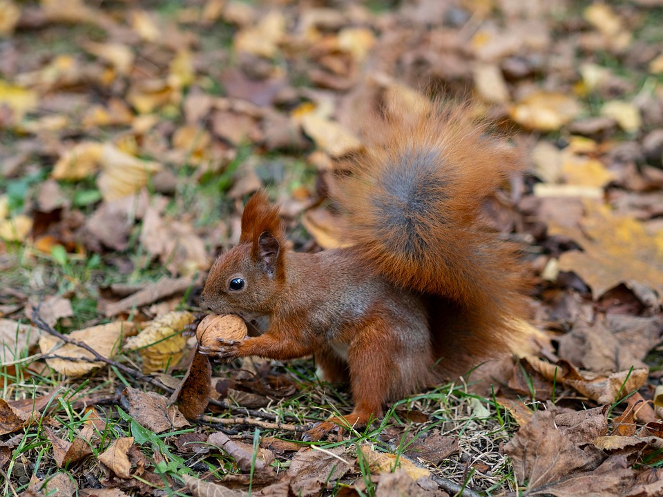 Eurasian Red Squirrel Nut Fluffy - Free photo on Pixabay - Pixabay