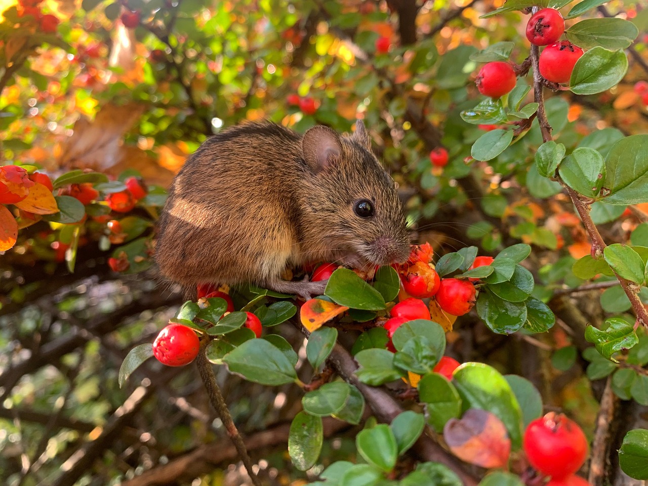 Souris Varsovie Animal - Photo gratuite sur Pixabay - Pixabay