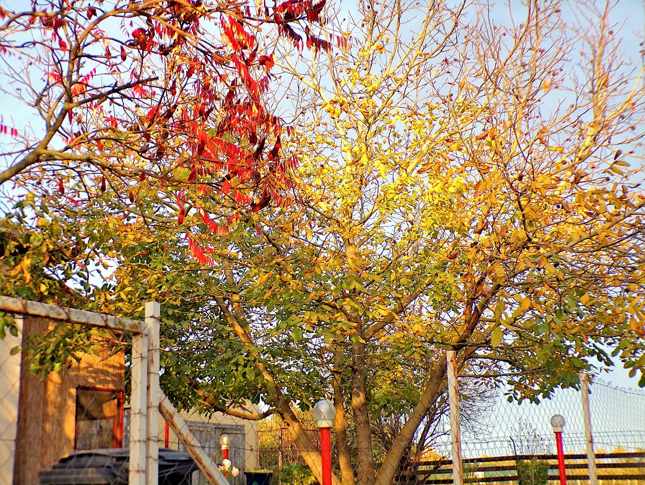 Autumn Nature Walnut Tree - Free photo on Pixabay - Pixabay