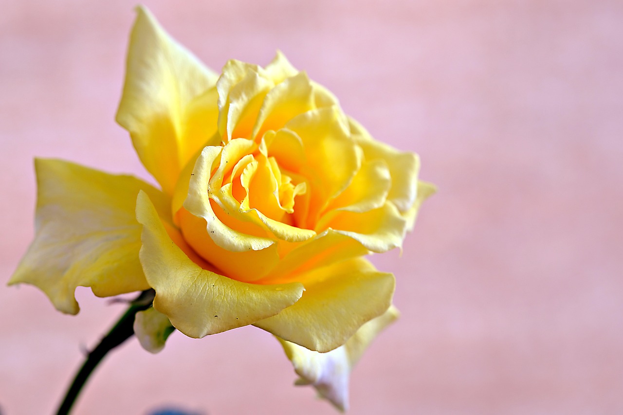 Gul Rose Blomster Bakgrunnsbilder Rose Gul Blomst Gratis Foto På