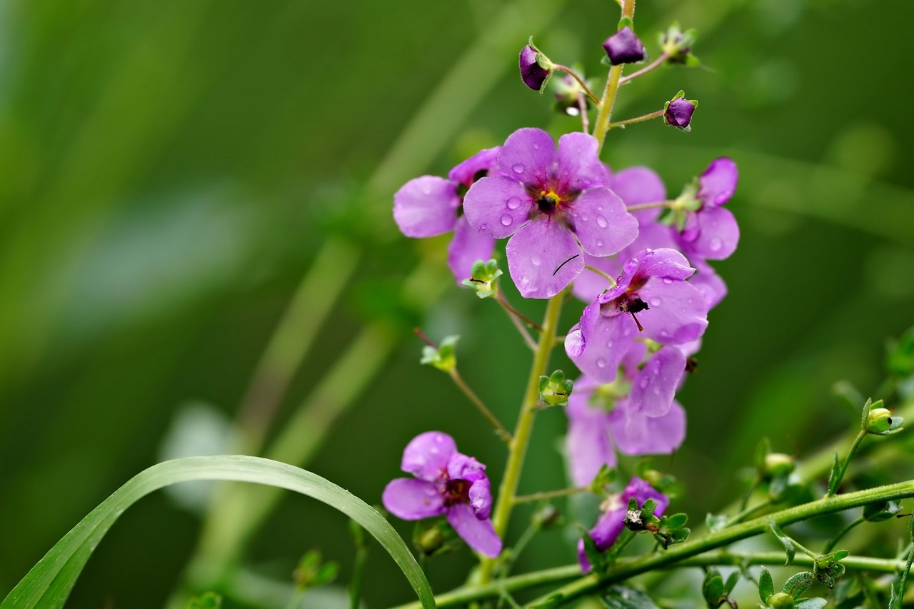 50,000+ Free Tiny Flower & Nature Images - Pixabay