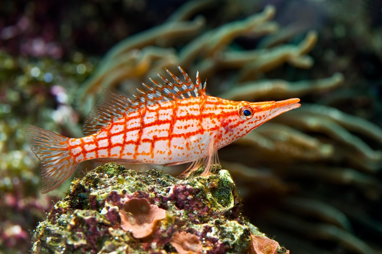 Sea Fish Endangered Species Ocean - Free photo on Pixabay - Pixabay