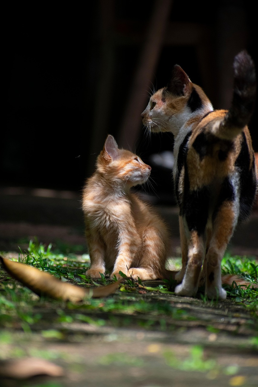 Satwa Cantik Kucing - Foto gratis di Pixabay - Pixabay