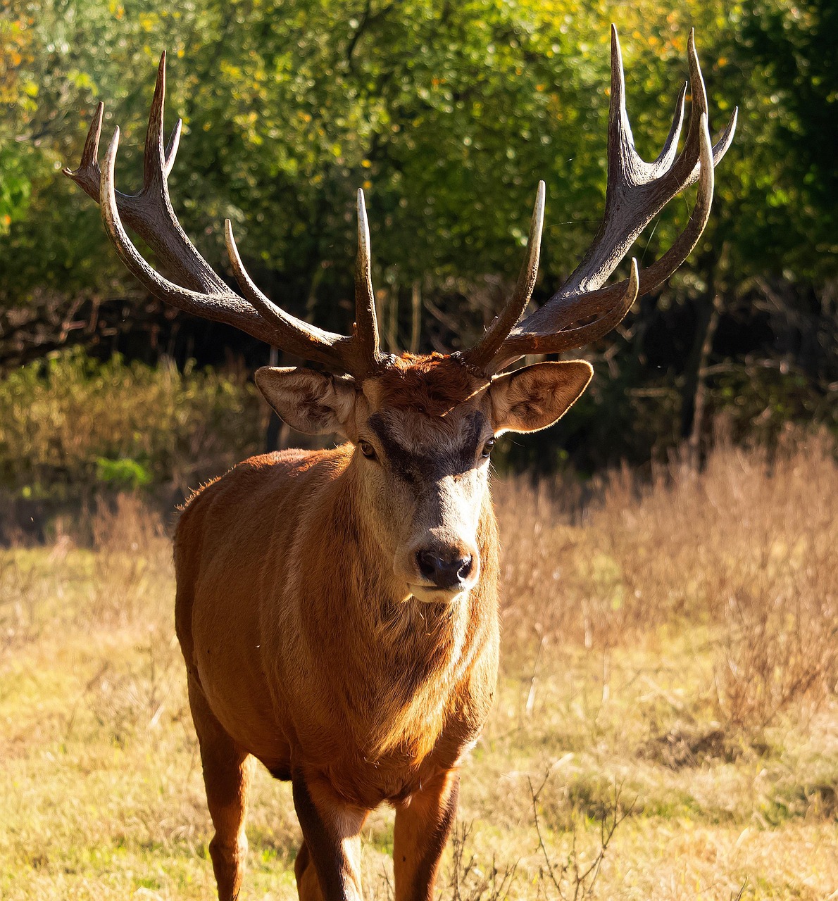 Wild Deer Wallpapers