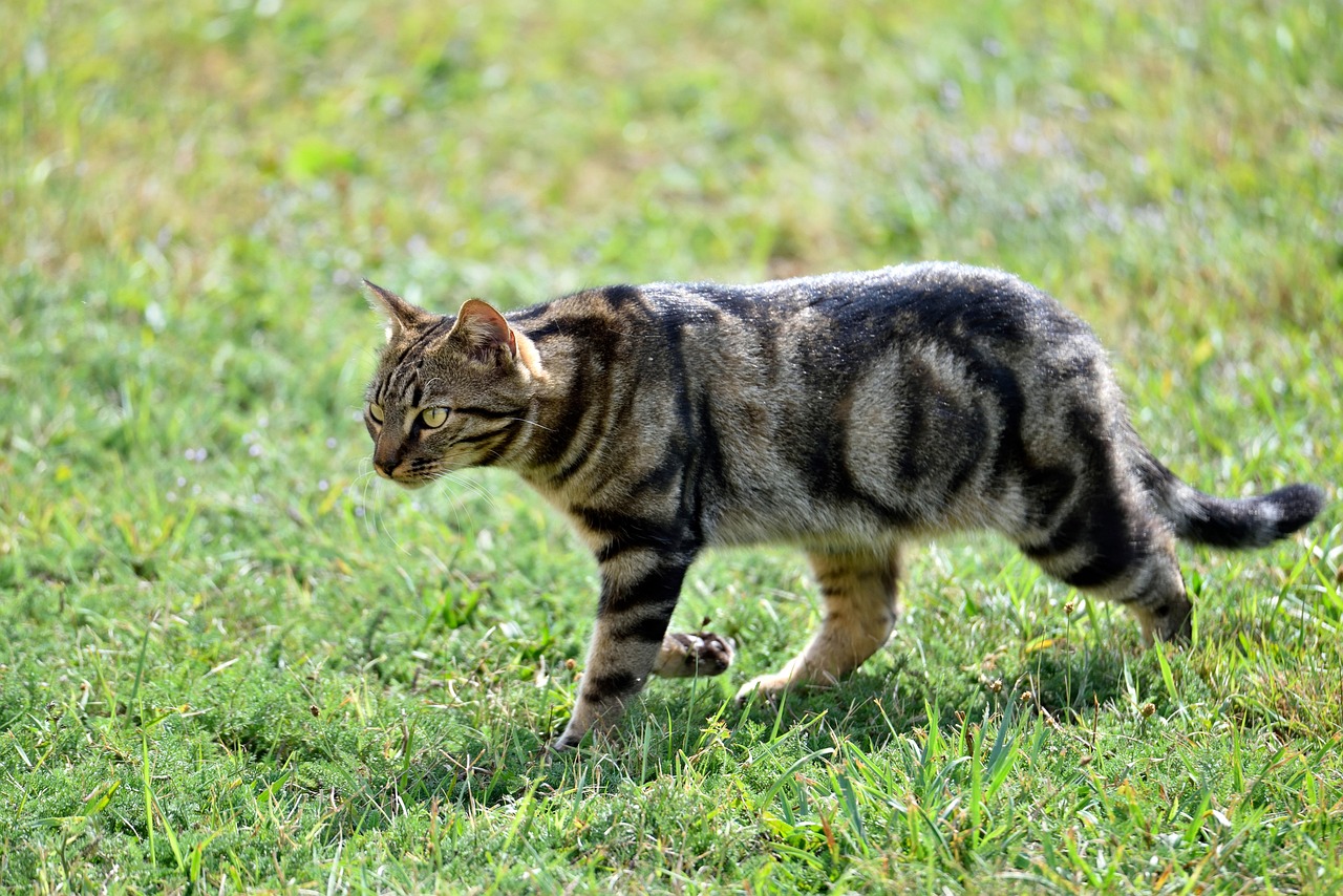 Satwa Kucing Halaman Rumput - Foto gratis di Pixabay - Pixabay