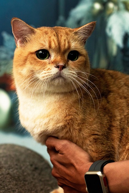 Cat Pet Animal - Free photo on Pixabay - Pixabay