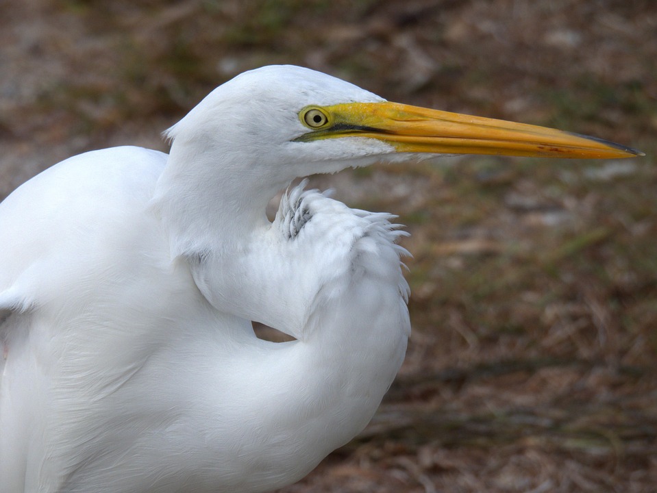 Great Egret Bird - Free photo on Pixabay - Pixabay