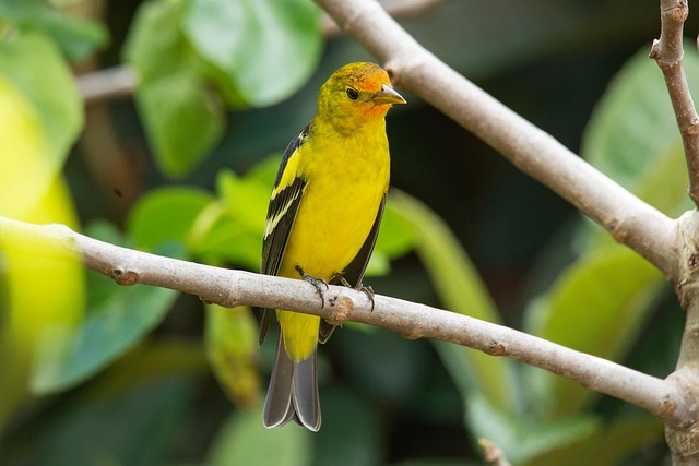 Pájaro Pico Plumas - Foto gratis en Pixabay - Pixabay