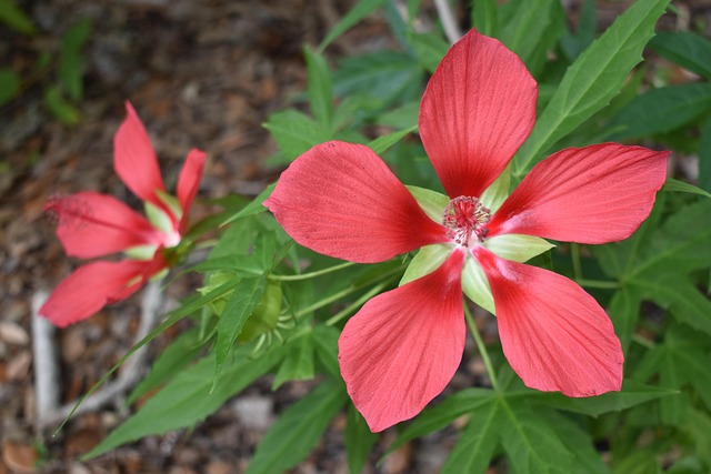 Swamp Hibiscus Florida Native - Free photo on Pixabay - Pixabay