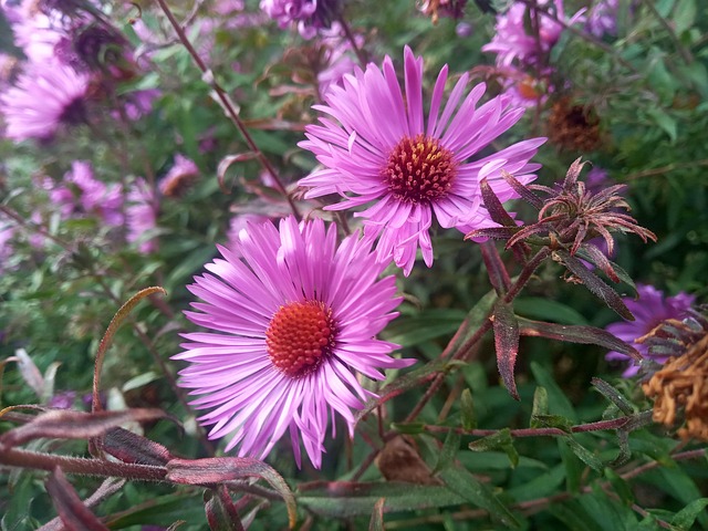 Blommor Rosa Kronblad - Gratis foto på Pixabay
