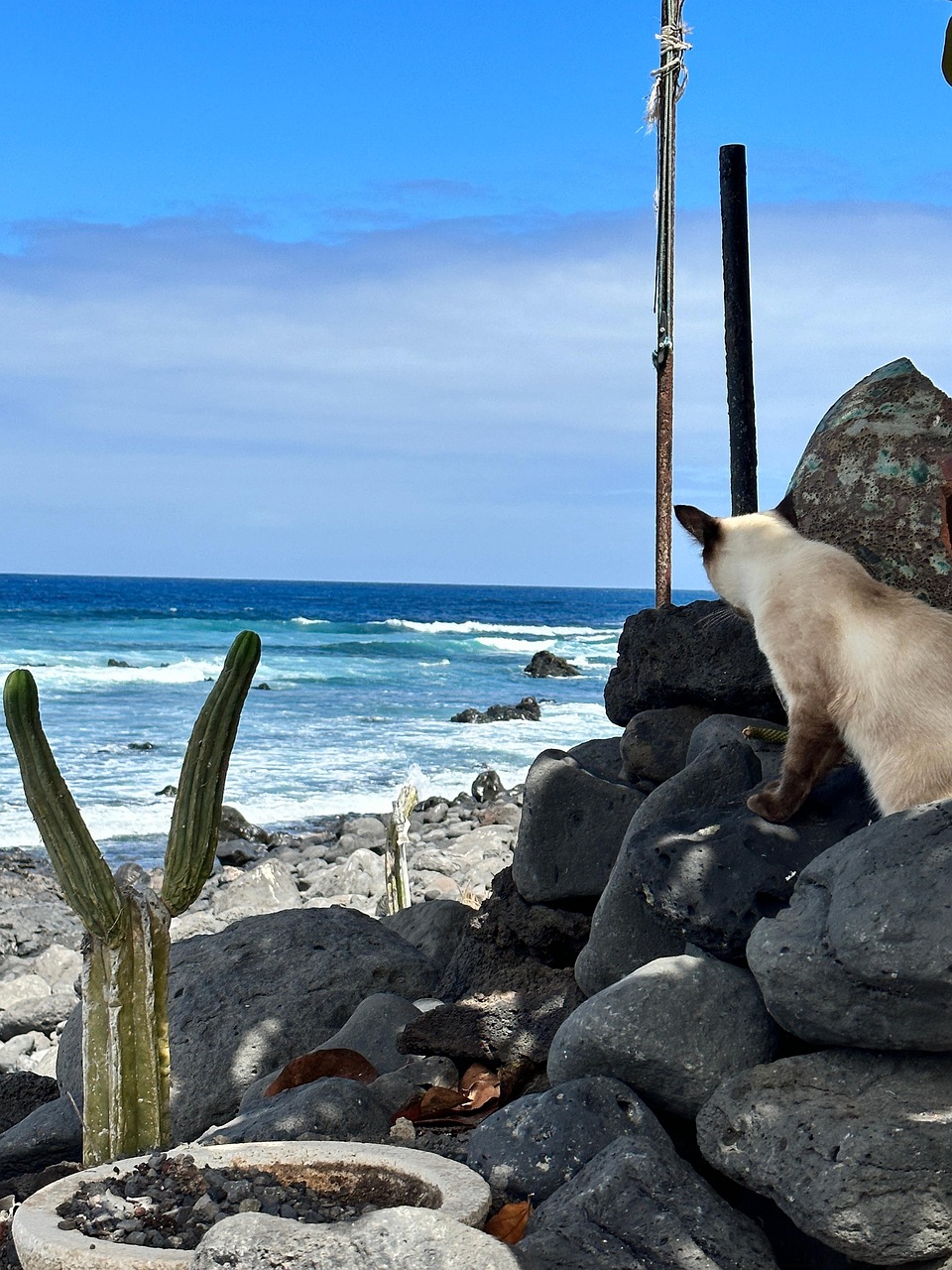 Sea Cat - Free photo on Pixabay - Pixabay