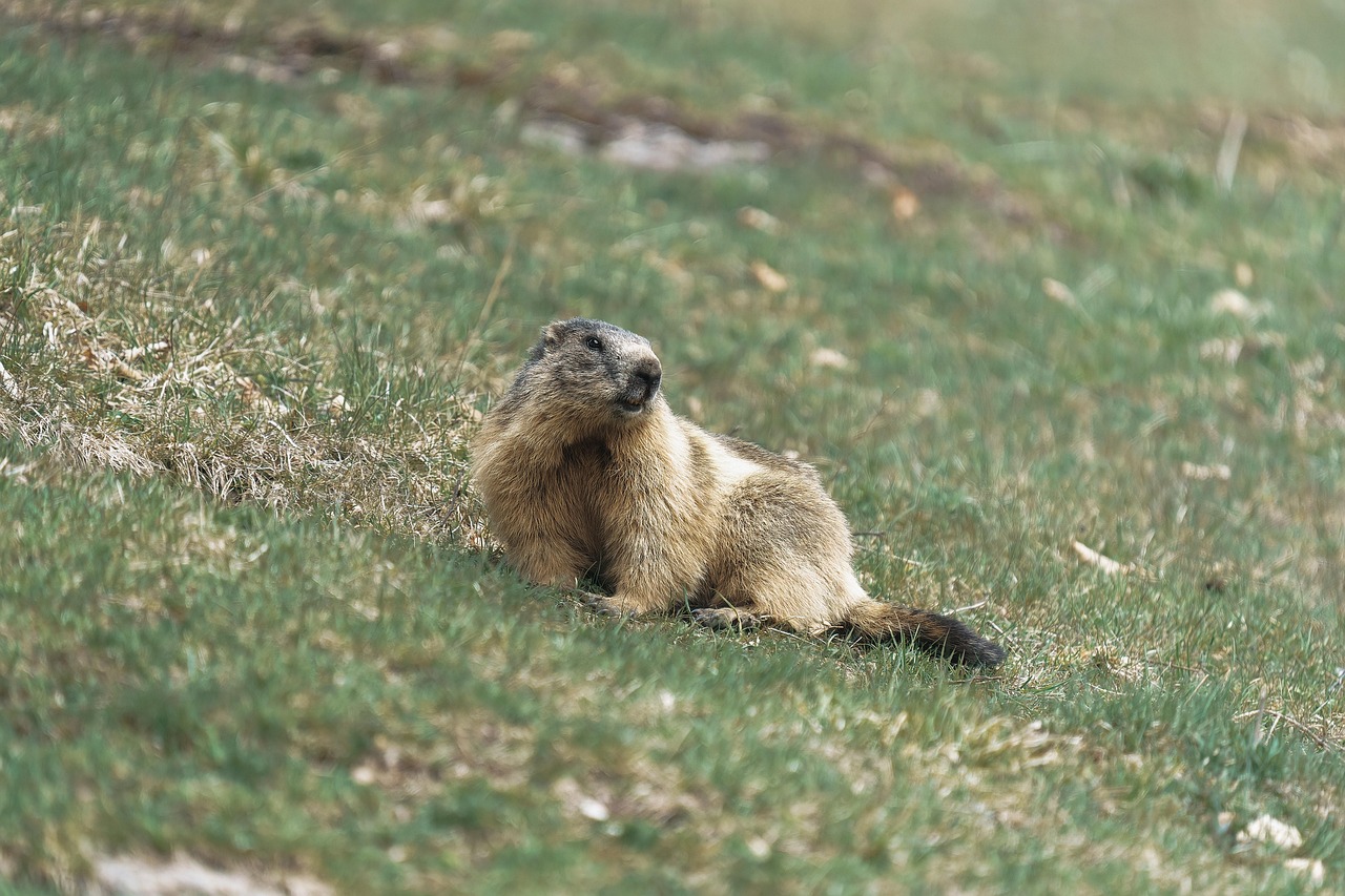 Marmot Rodent Animal - Free photo on Pixabay