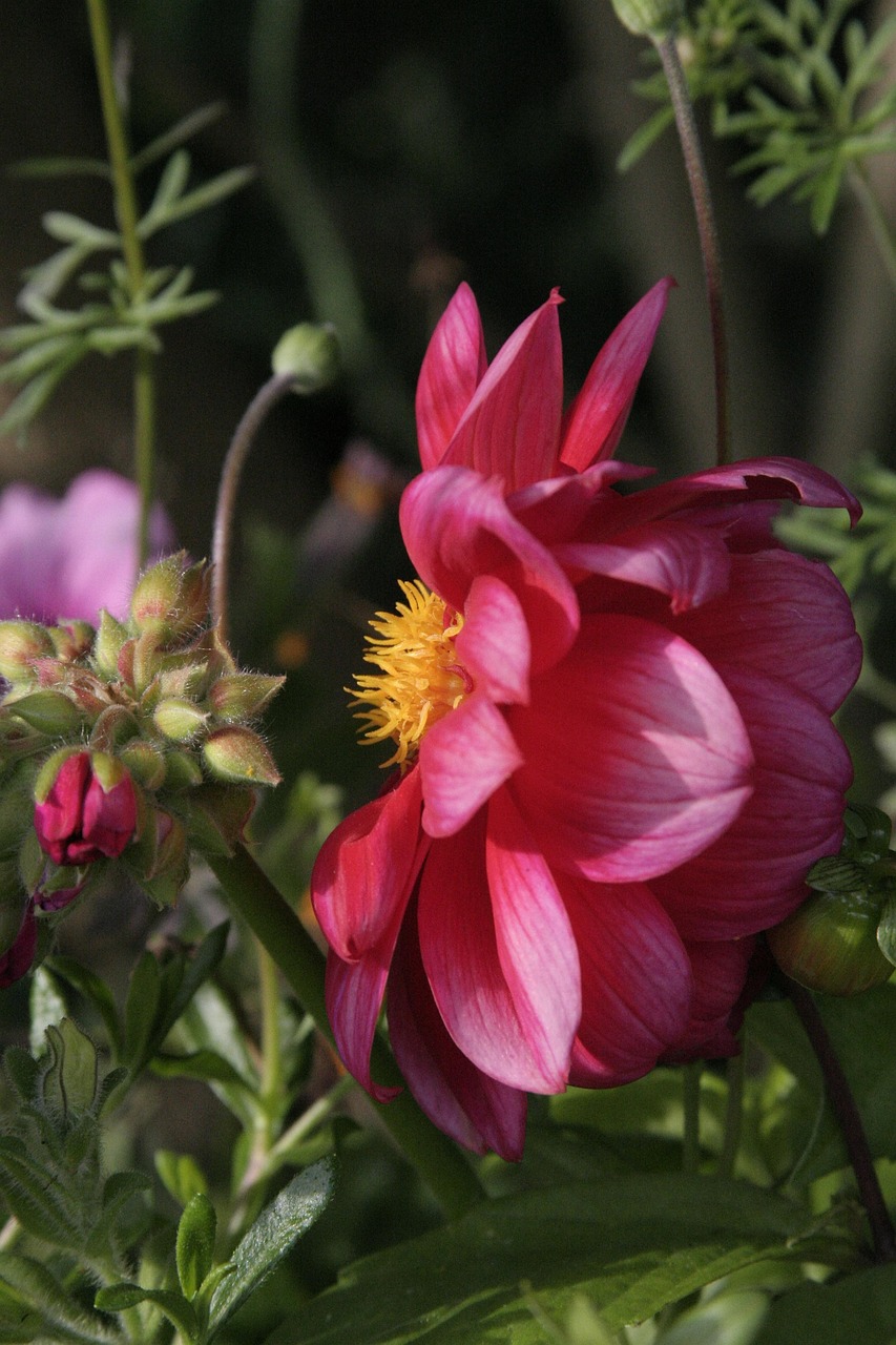 Blomst Natur Hage - Gratis foto på Pixabay - Pixabay