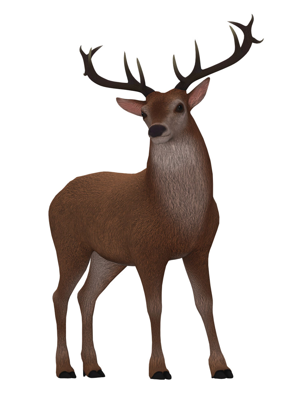900+ Free Buck & Deer Images - Pixabay