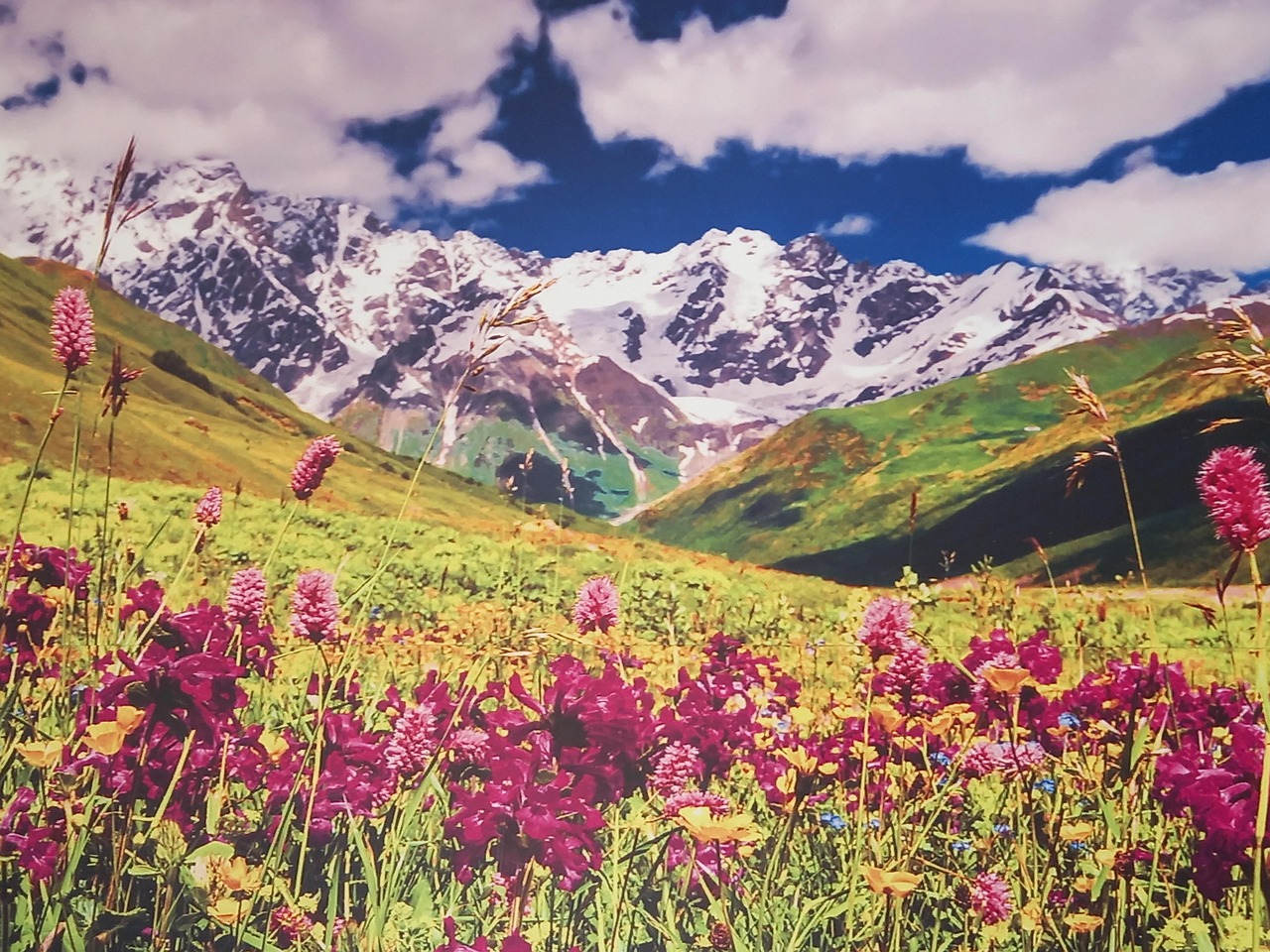 Natureza Flores Primavera - Foto gratuita no Pixabay - Pixabay