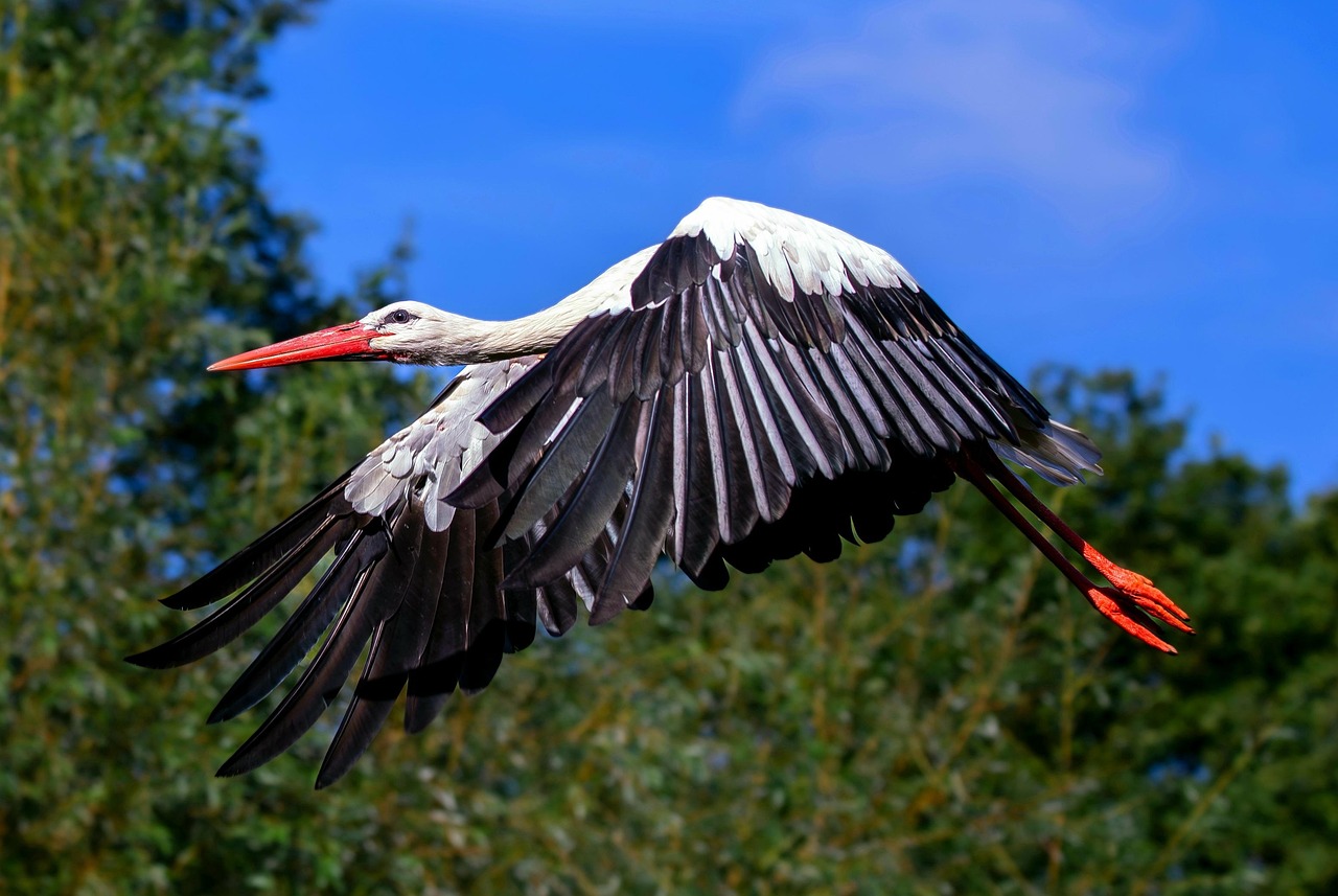 Bird Stork Ornithology - Free photo on Pixabay - Pixabay