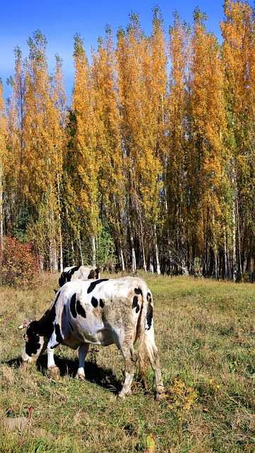 Cow Populus Xinjiang - Free photo on Pixabay - Pixabay