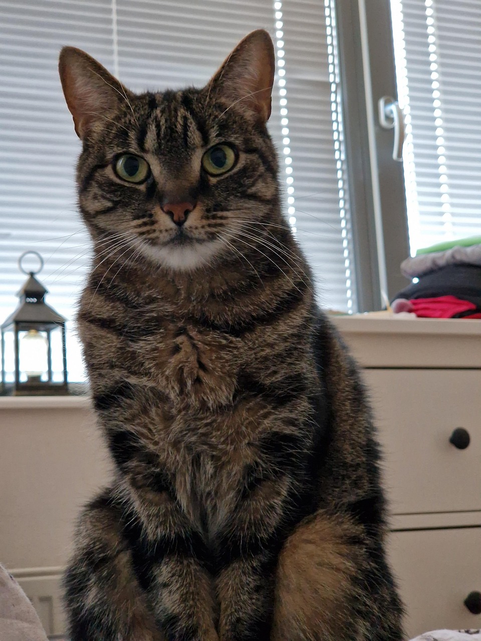 Getigerte Hauskatze Katze Sitzende - Kostenloses Foto auf Pixabay - Pixabay