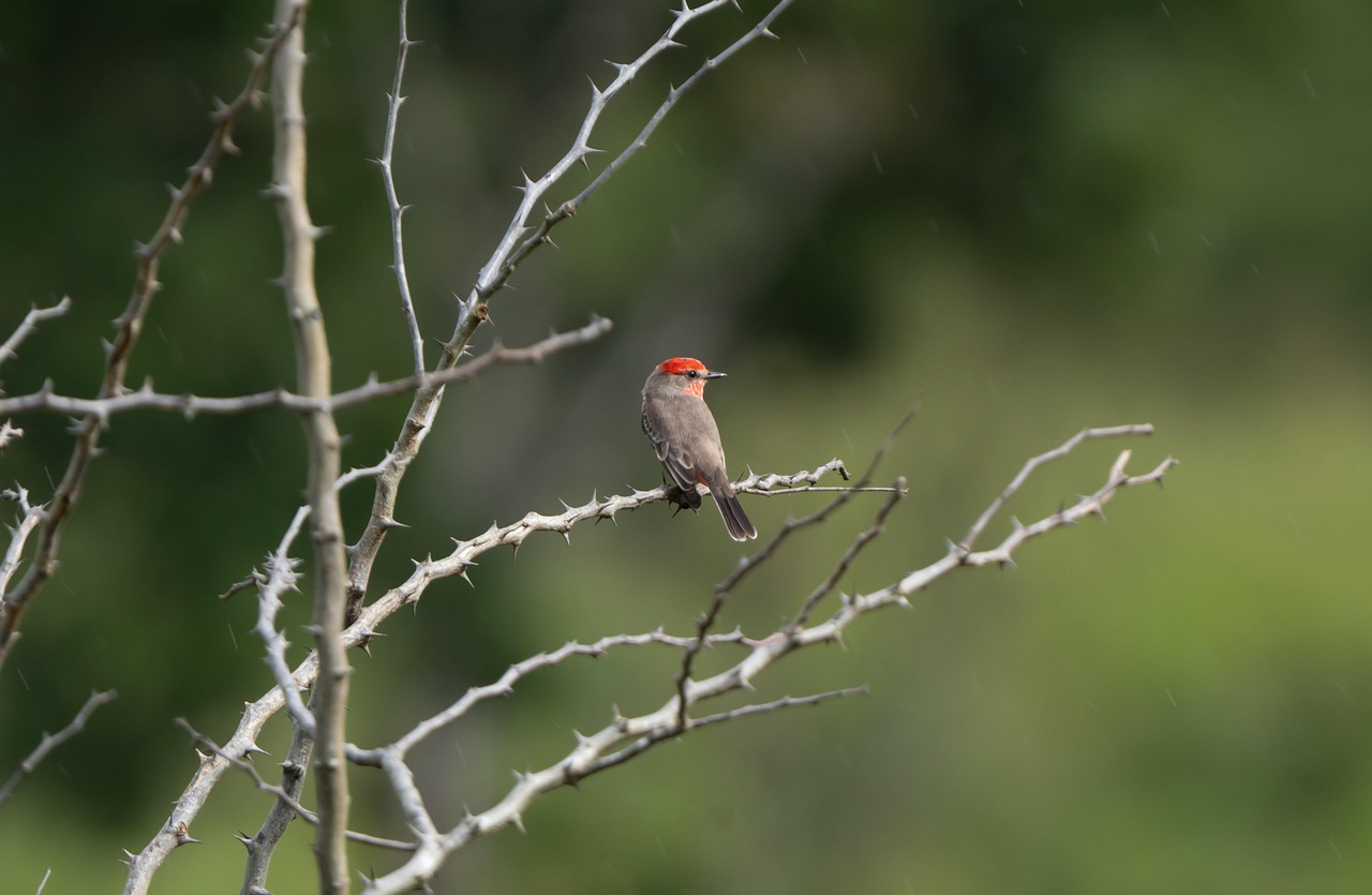 Vermilion Flycatcher - Free photo on Pixabay - Pixabay