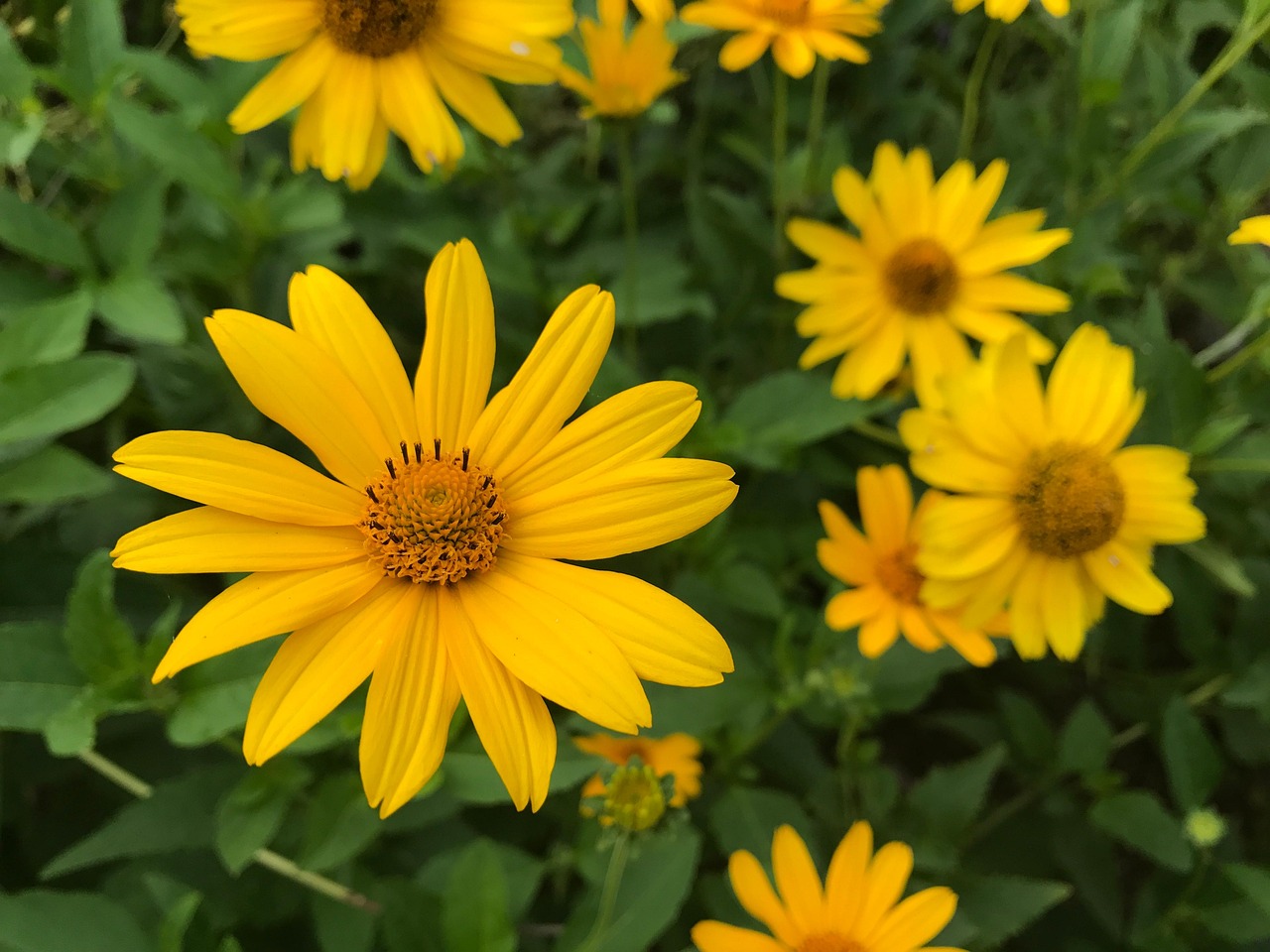 Natureza Plantar Flor - Foto gratuita no Pixabay - Pixabay