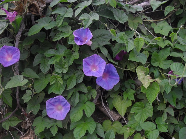 Belle-De-Jour Convolvulus Tricolor - Photo gratuite sur Pixabay - Pixabay