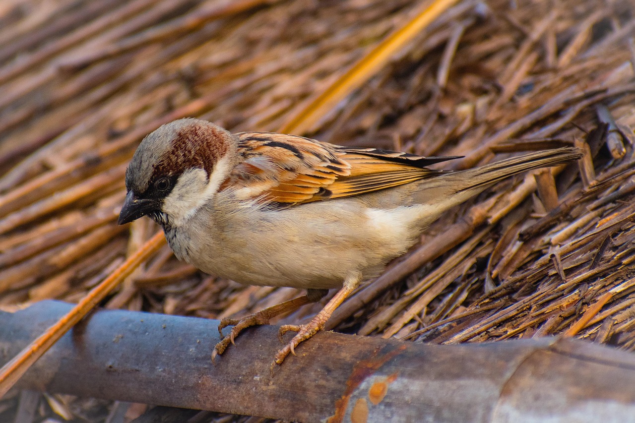 Vogel Federn Gefieder - Kostenloses Foto auf Pixabay - Pixabay