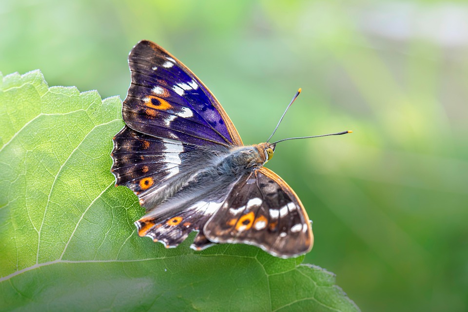Butterfly Insect Wings - Free photo on Pixabay - Pixabay