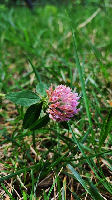 Rumput Semanggi Bunga - Foto gratis di Pixabay - Pixabay