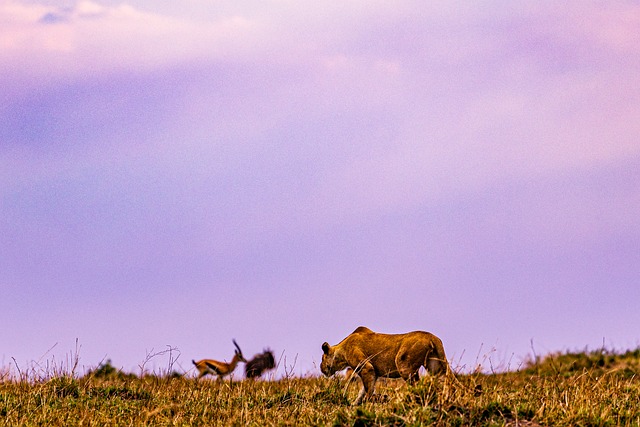 Wild Wildlife Animals - Free photo on Pixabay - Pixabay