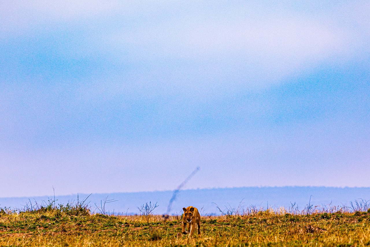 Wild Wildlife Animals - Free photo on Pixabay - Pixabay
