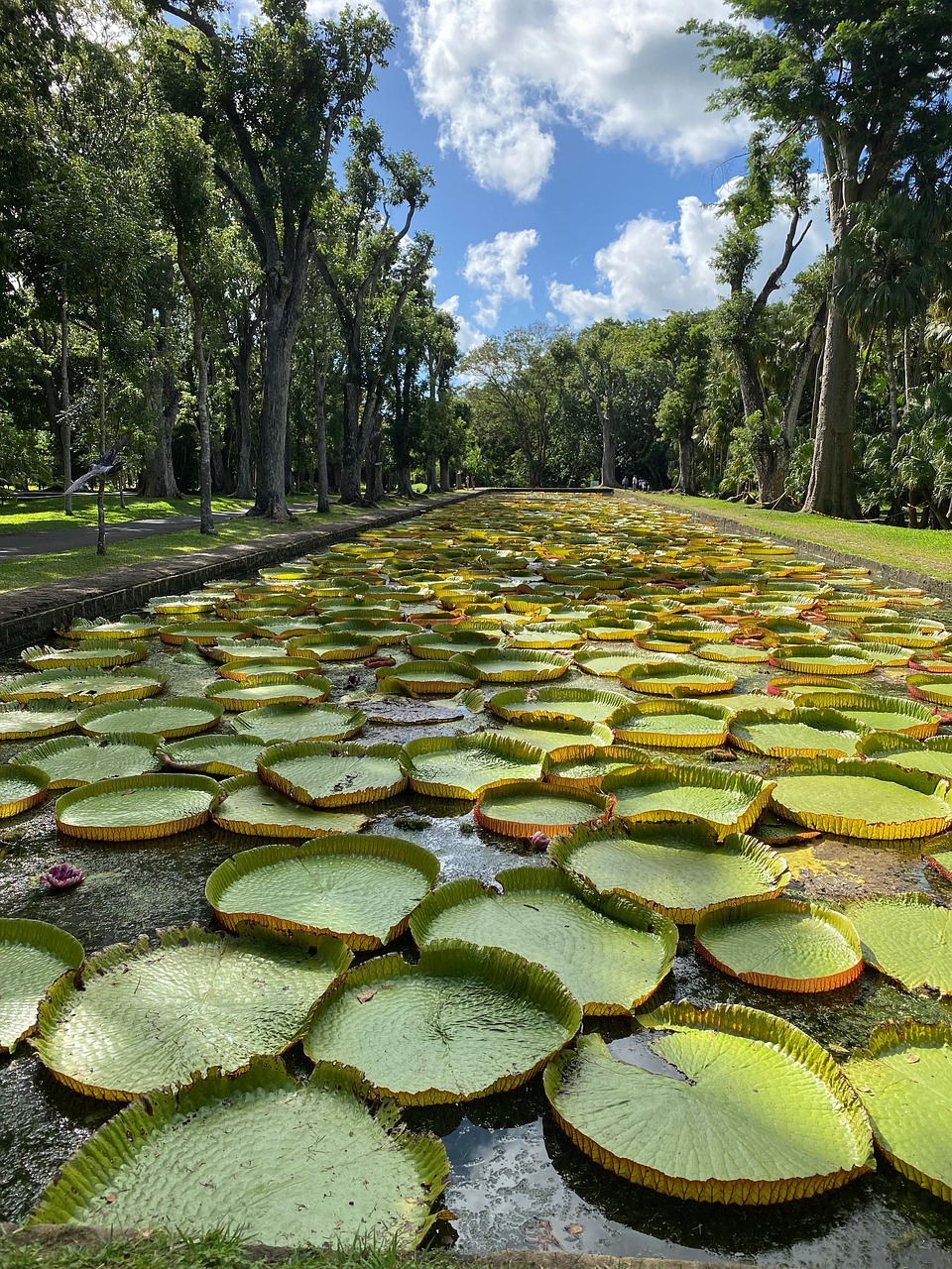 Water Lily Nature Garden - Free photo on Pixabay - Pixabay