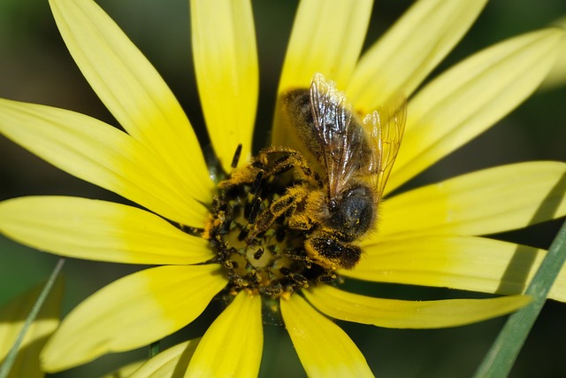 Insect Bee Entomology - Free photo on Pixabay - Pixabay