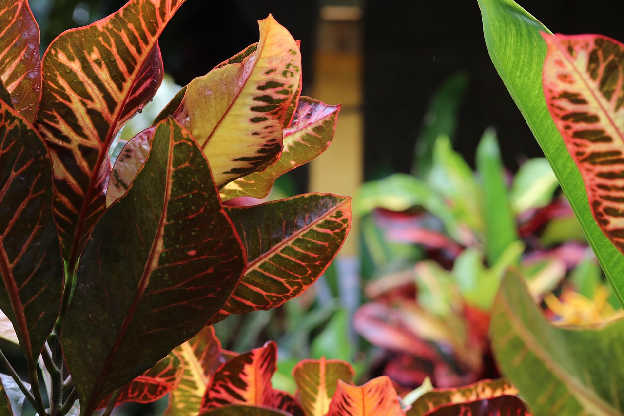 Planta Tropical De Bali Folhagem - Foto gratuita no Pixabay - Pixabay