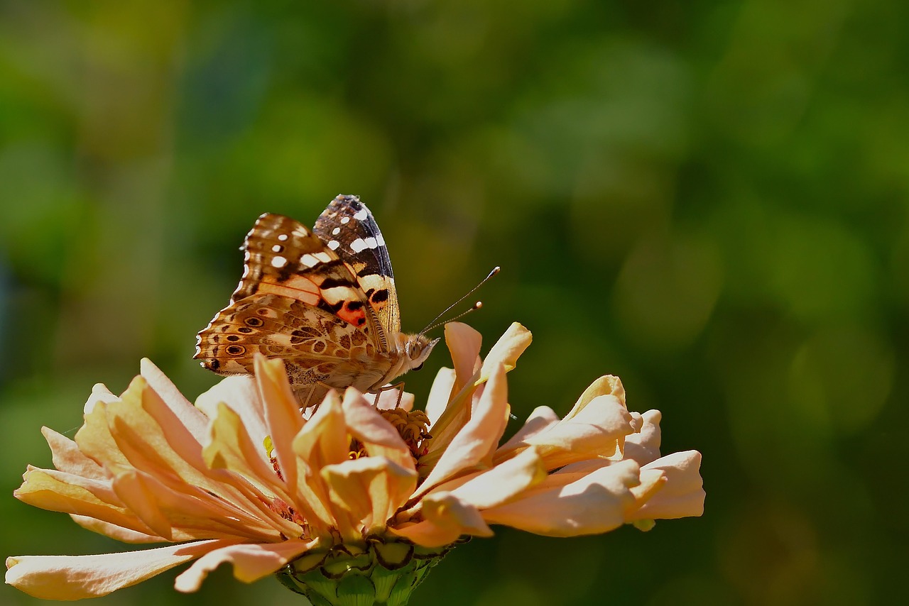 Papillon Vanessa Cardui Fermer - Photo gratuite sur Pixabay - Pixabay