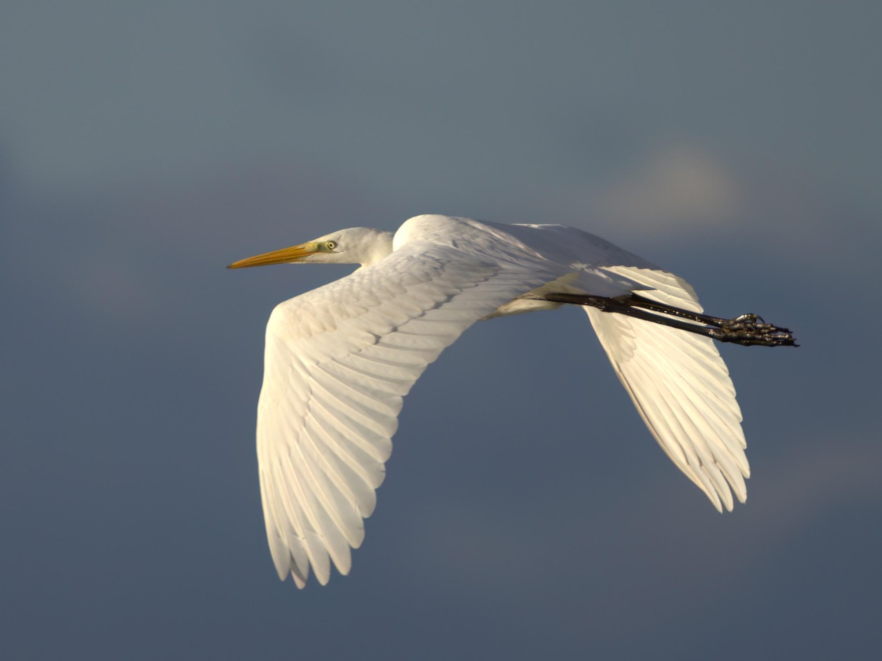 Aigrette Oiseau D'Eau Vol En - Photo gratuite sur Pixabay - Pixabay