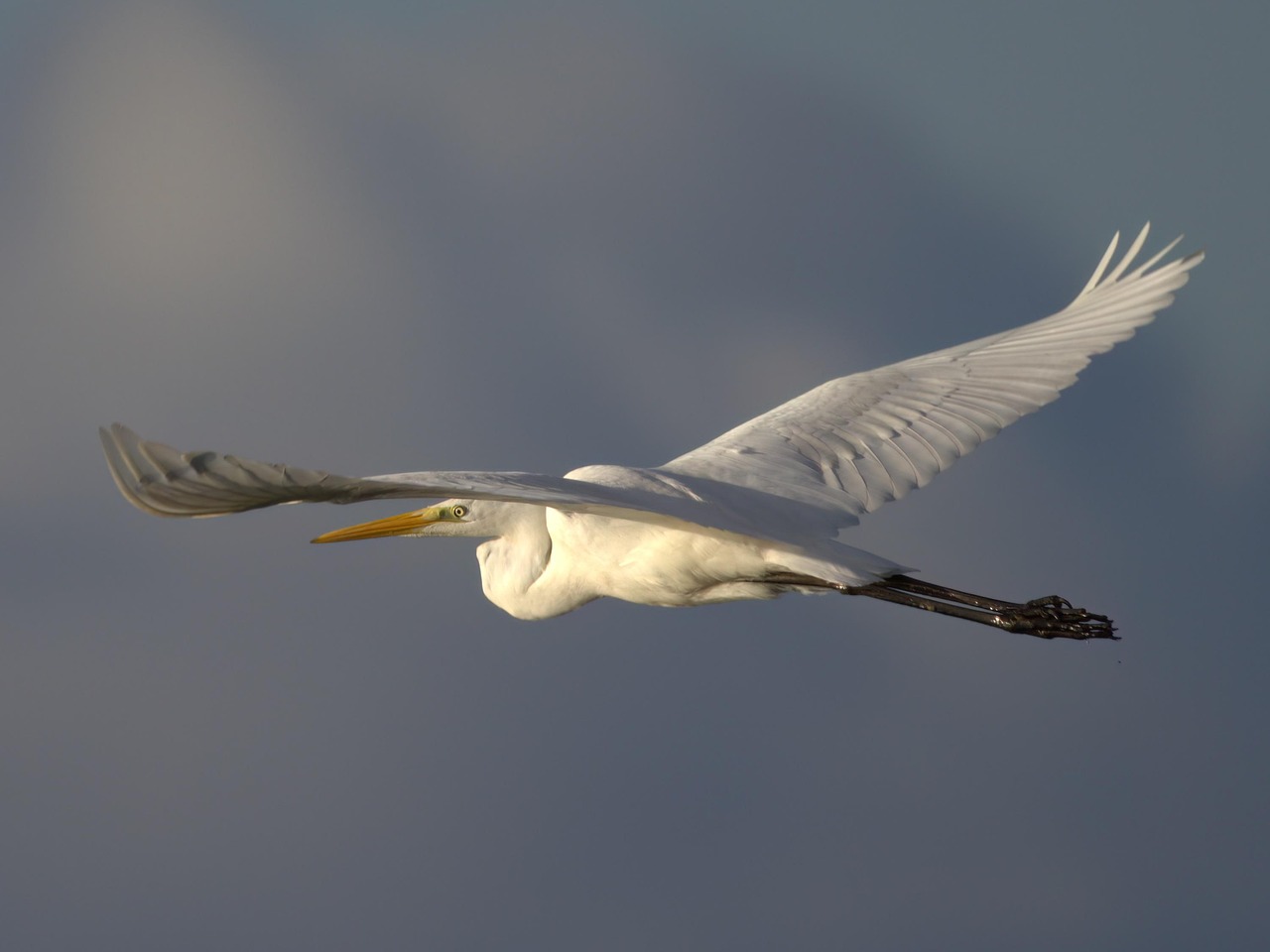 Bird Egret Great White - Free photo on Pixabay - Pixabay