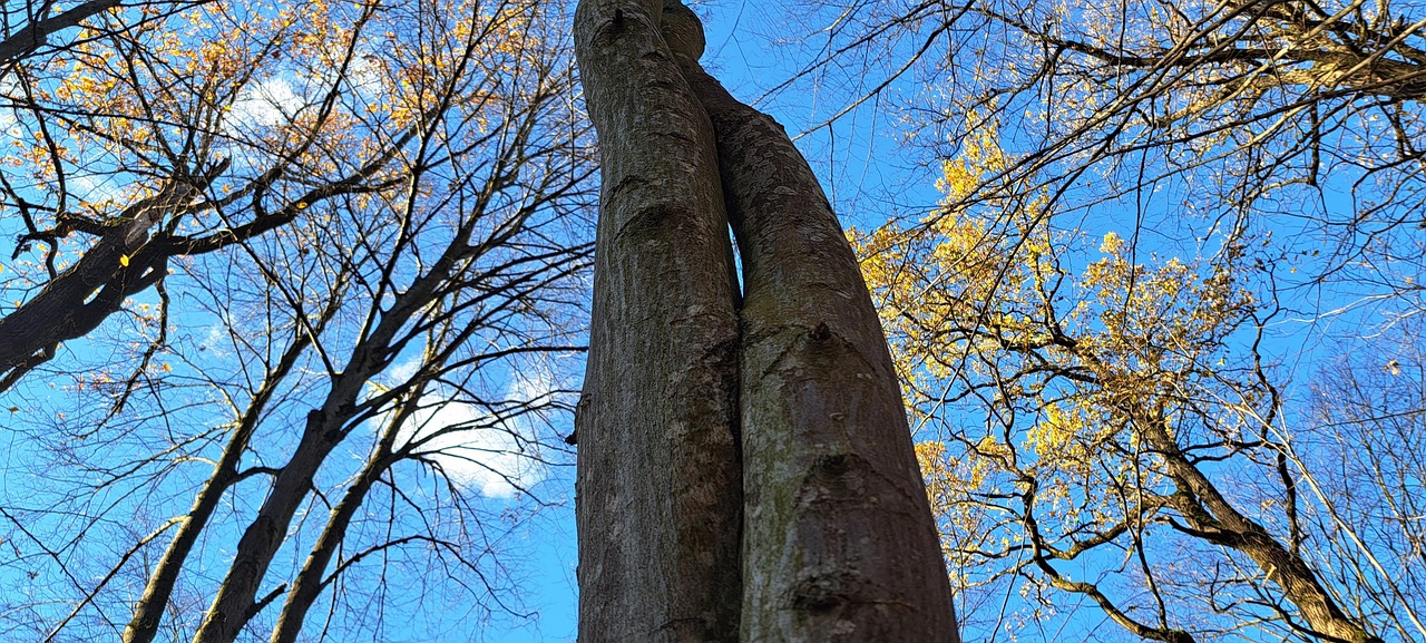 Trees Love Embrace - Free photo on Pixabay - Pixabay