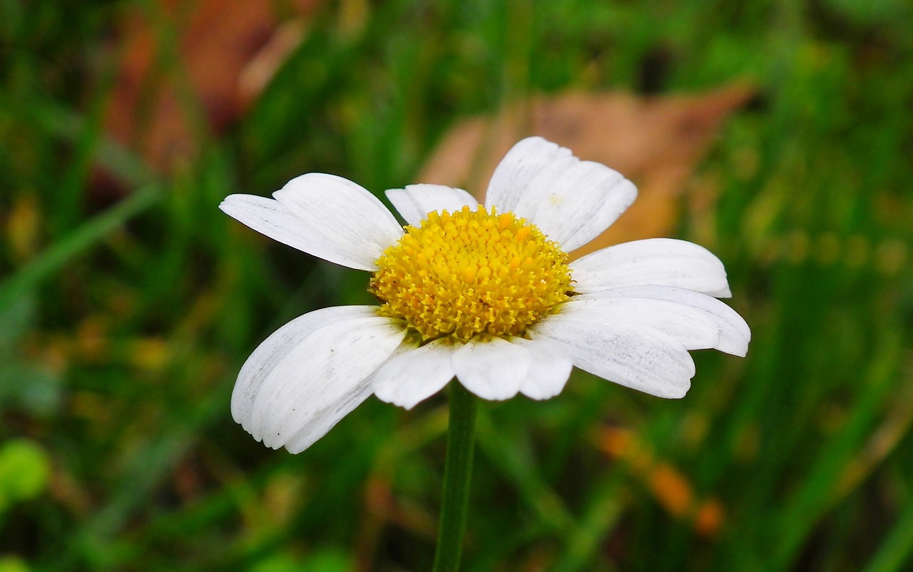 Daisy Flower Plant White - Free photo on Pixabay - Pixabay