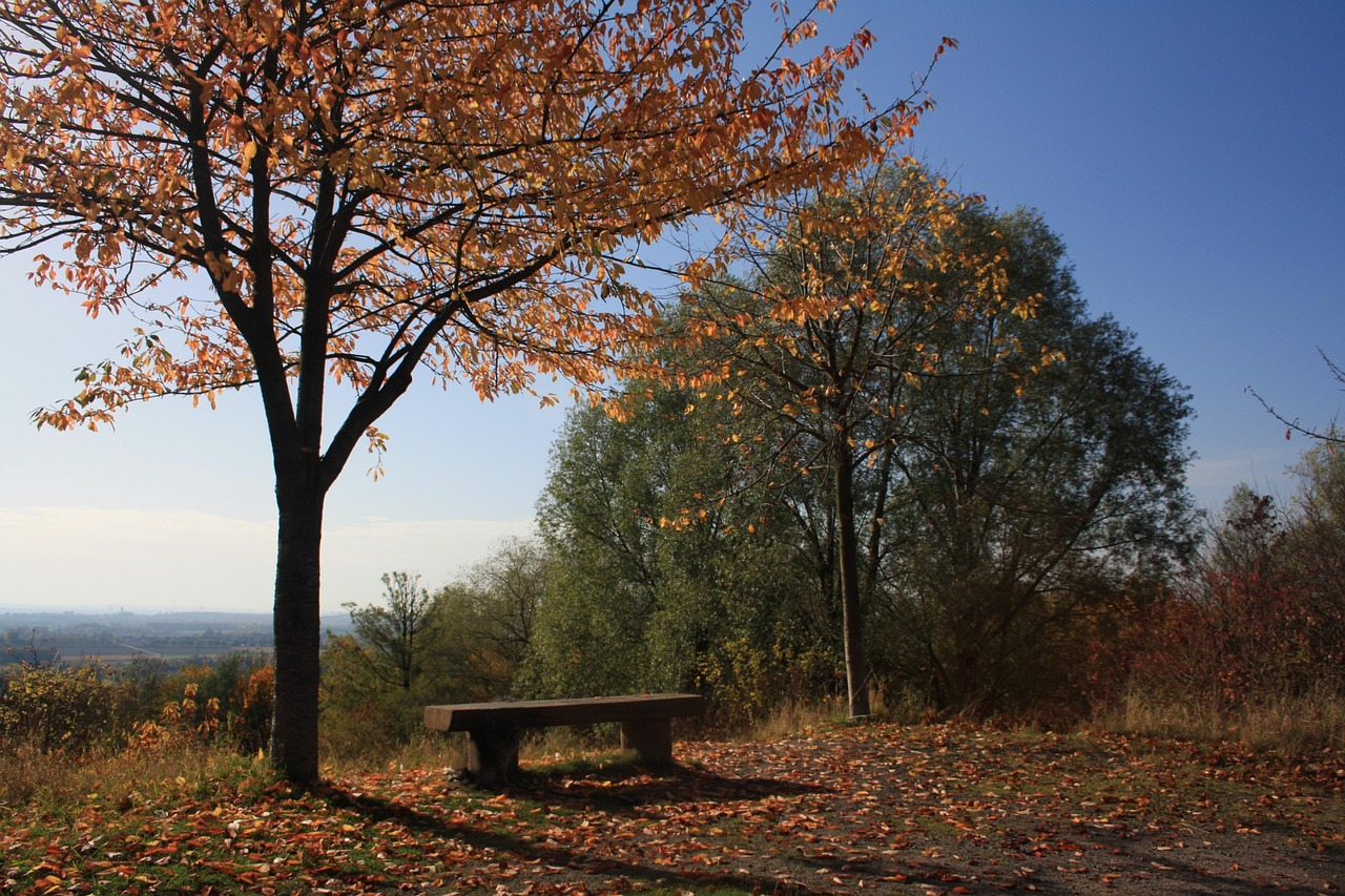 Fall Landscape Tree - Free photo on Pixabay - Pixabay